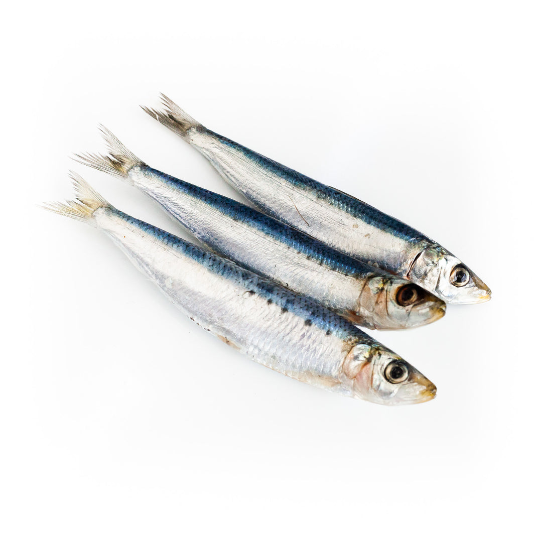 Sustainable Fishing – Port Lincoln Sardine