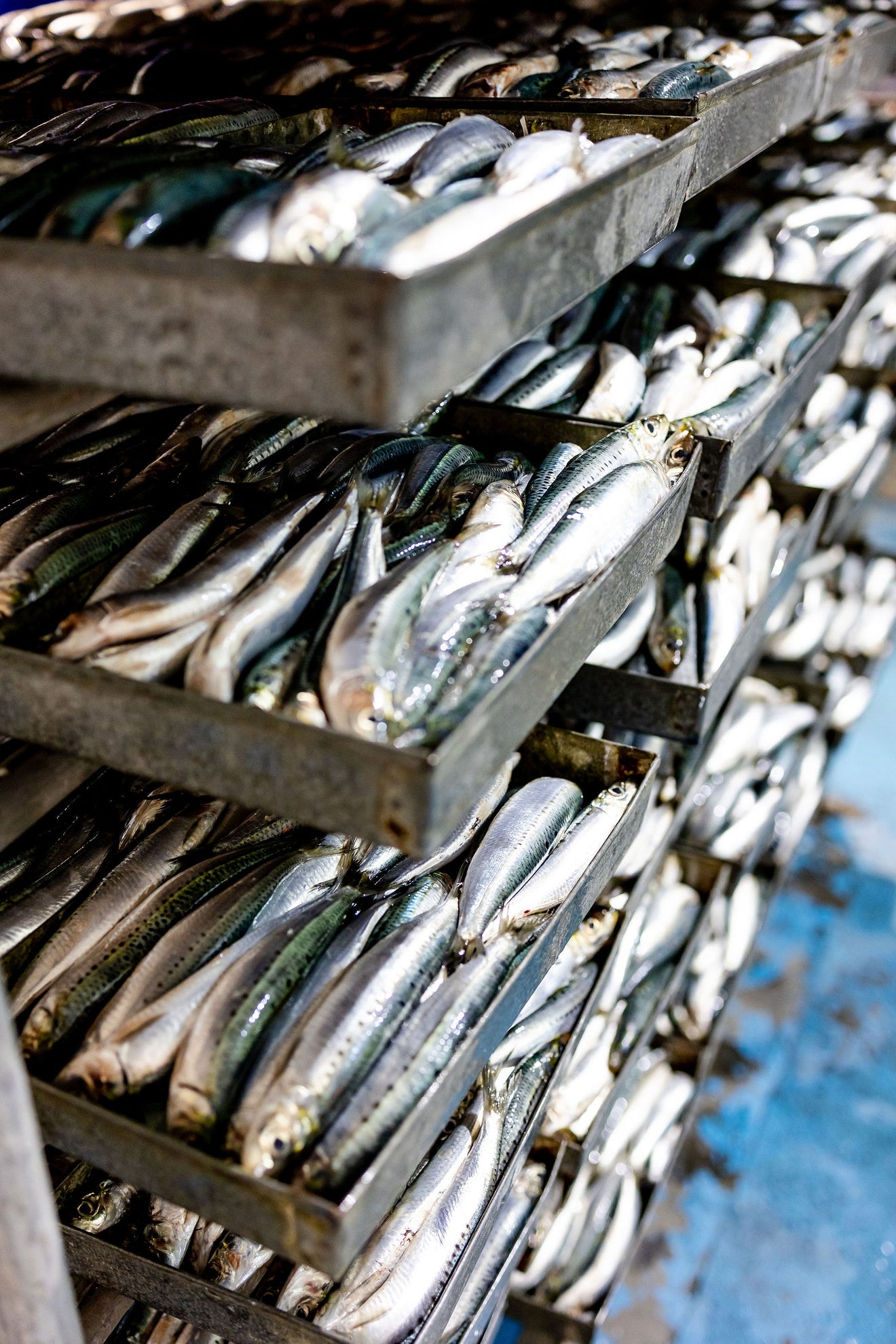 Wholesale Enquiries – Port Lincoln Sardine